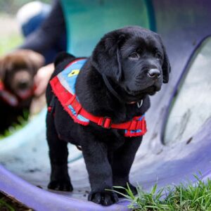 Guide Dogs & Assistance Dogs: Top Breeds - Blue Badge Australia